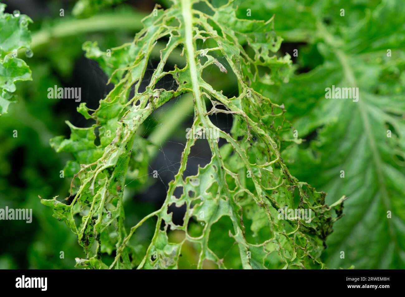 Close-up of kale growing with holes caused by garden pests eating the ...