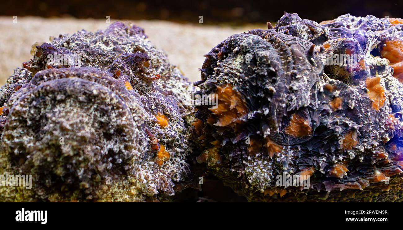 Reef stonefish hi-res stock photography and images - Alamy