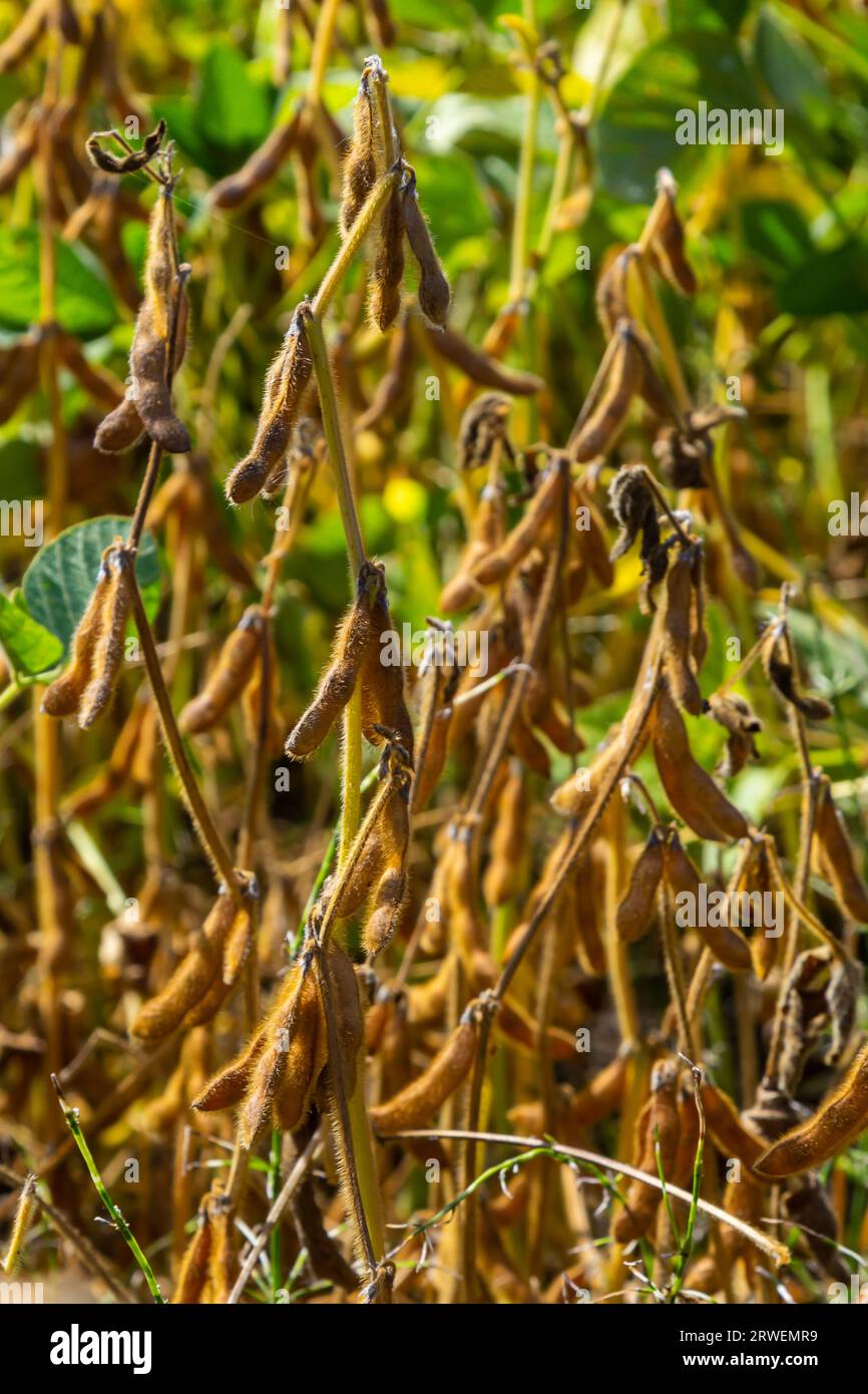 soybean shell in the soybean field. yellow and brown pods. Productivity ...
