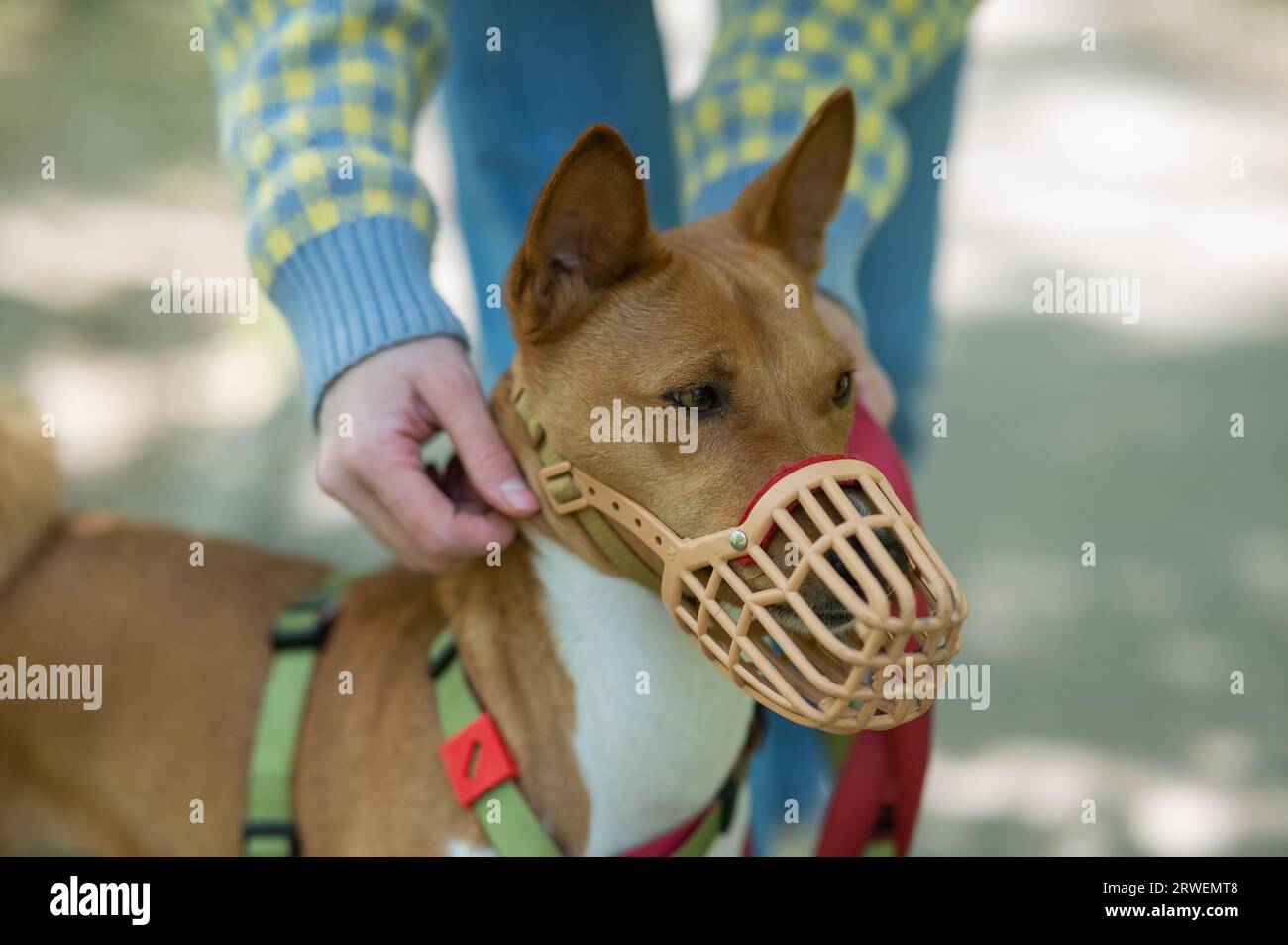 The owner puts a muzzle on the African dog breed Basenji for a walk Stock Photo - Alamy