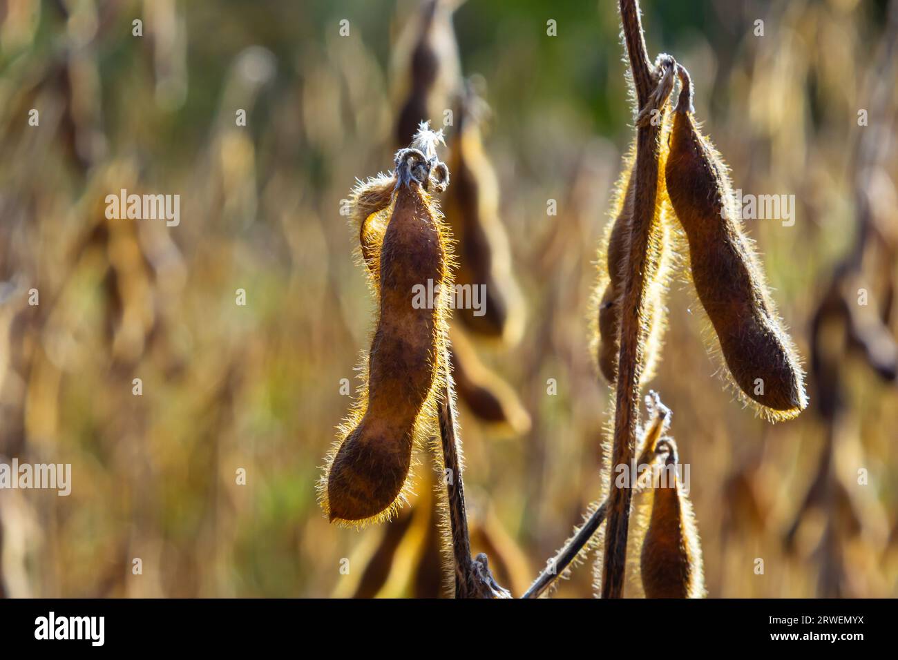 Soybeans pod macro. Harvest of soy beans - agriculture legumes plant ...