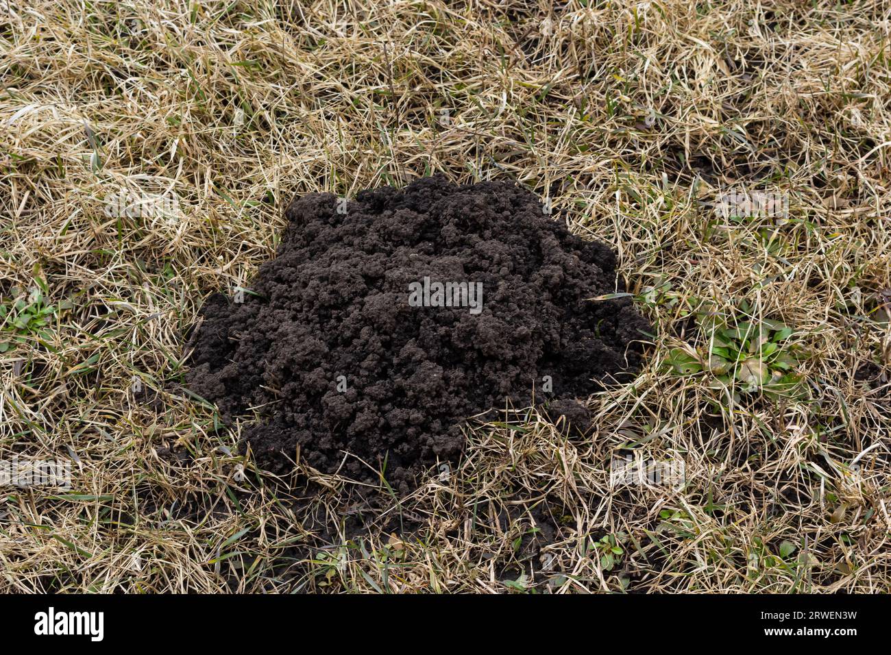 Molehills. Mole mounds. Mole hills. A meadow damaged by a group of ...