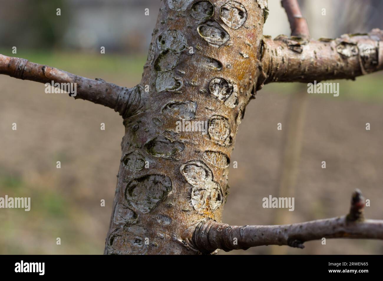 Damage to tree bark hi-res stock photography and images - Alamy