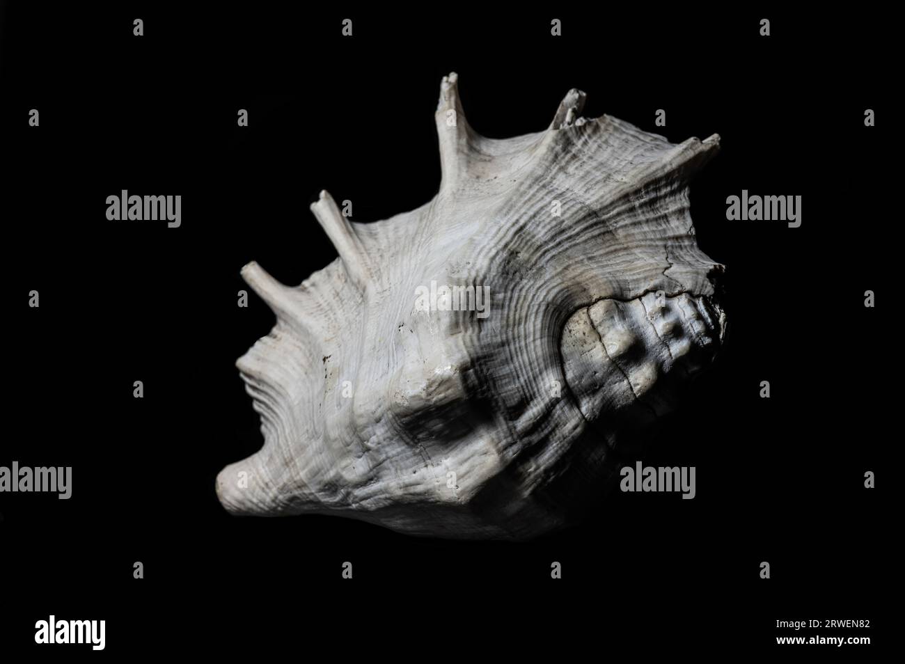 Large old spider conch seashell on dark background Stock Photo - Alamy