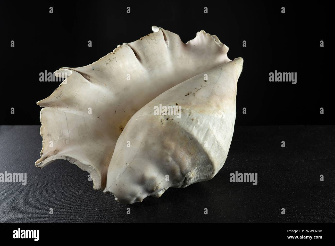 Large old spider conch seashell on dark background Stock Photo - Alamy