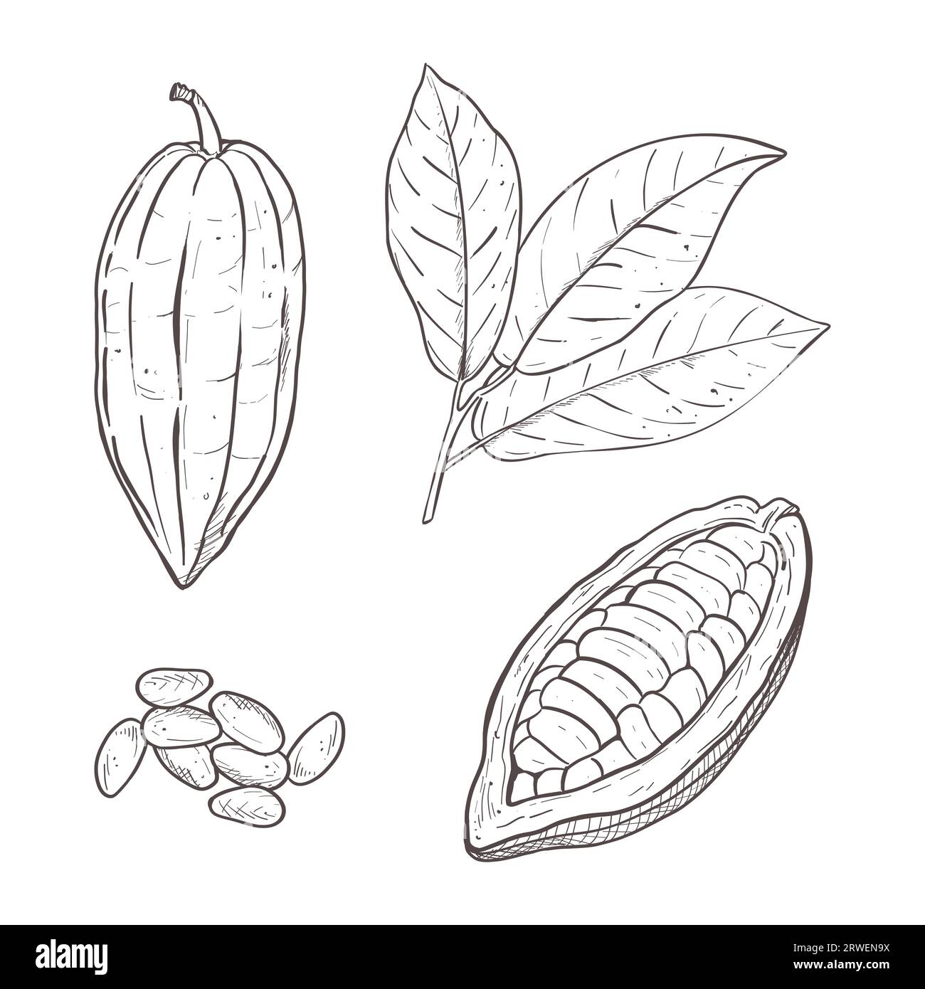 Vector illustration set of cocoa leaves, peeled and closed beans and ...