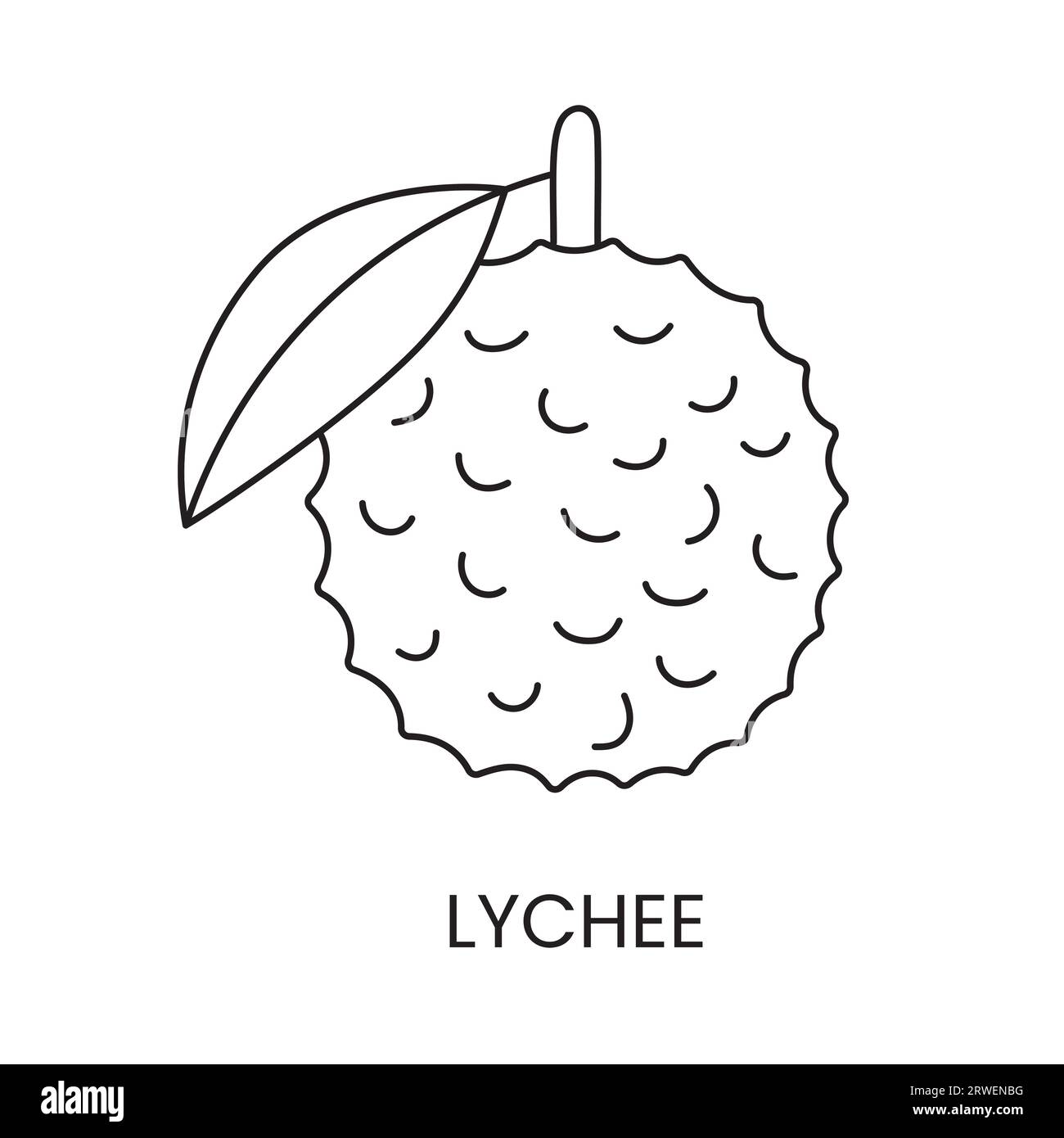 Lychee line icon in vector, fruit illustration Stock Vector Image & Art ...