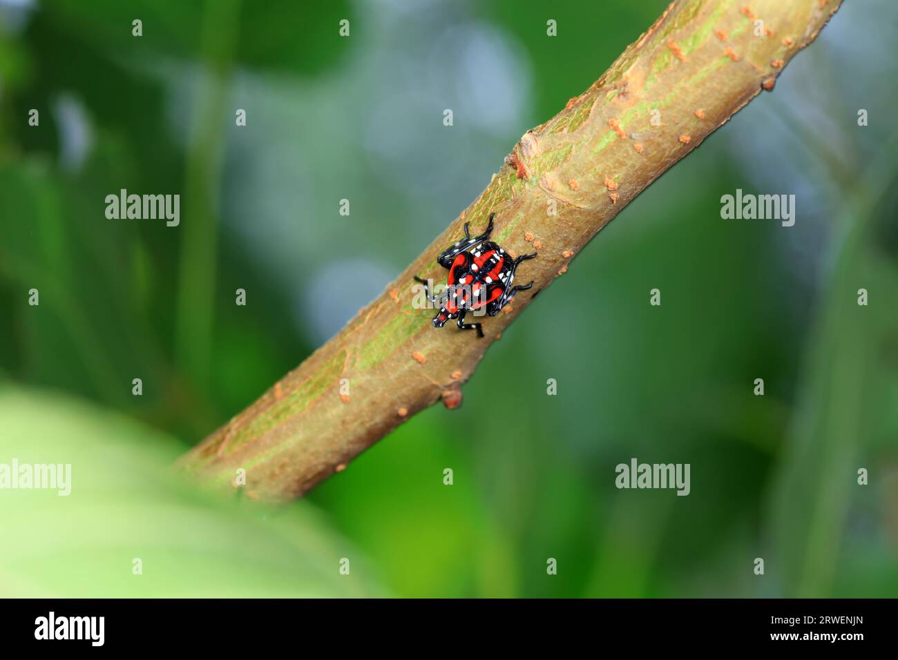 Hemiptera wax Cicadellidae insects on wild plants, North China Stock ...