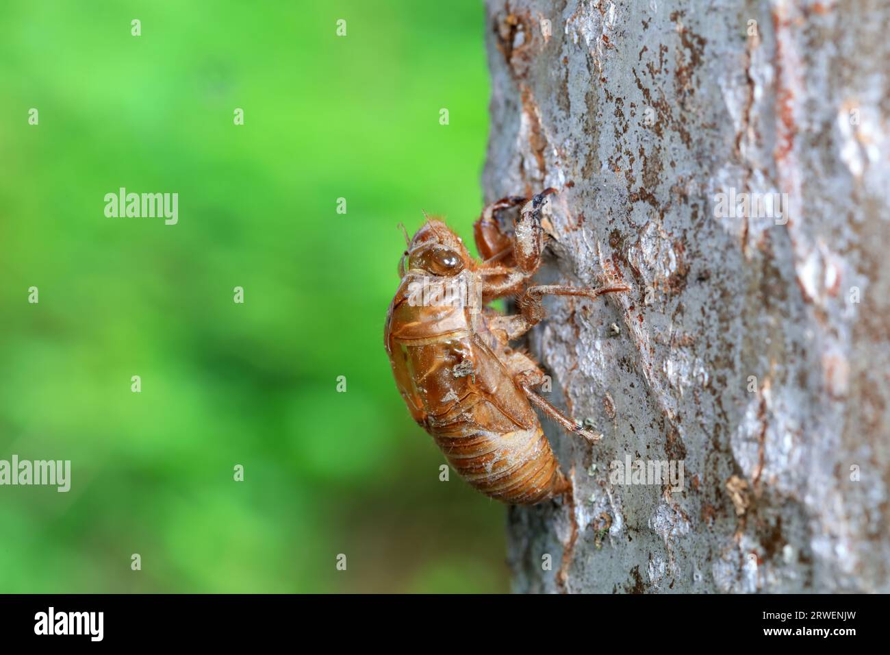 Leaf cicada on wild plants, North China Stock Photo - Alamy