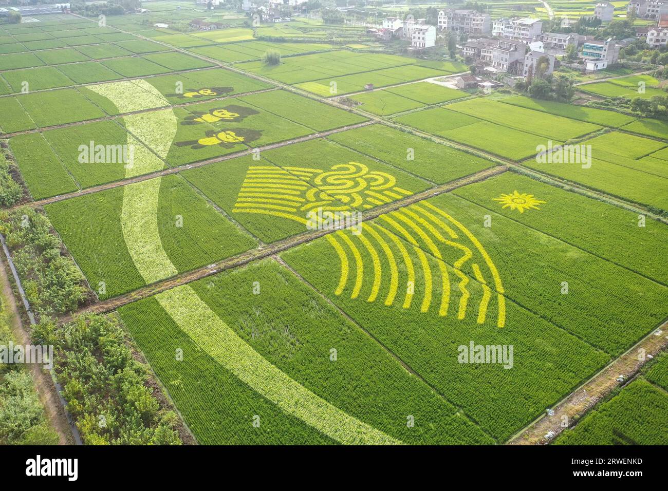 Aerial photo shows the Asian Games themed paintings on a rice field in ...