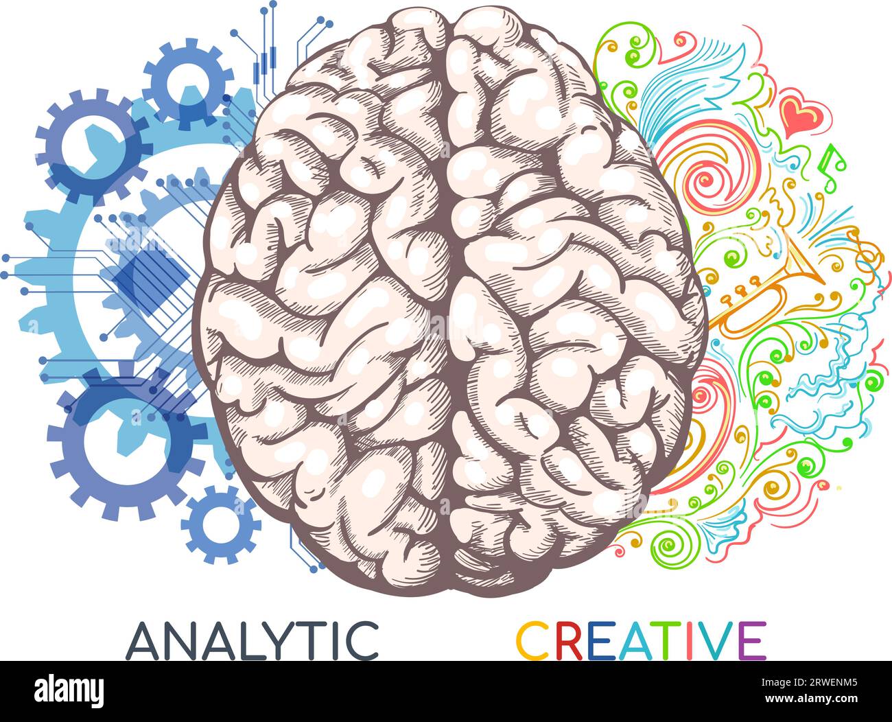 Functions of the brain hi-res stock photography and images - Alamy Functions of the brain hi-res stock photography and images - Alamy