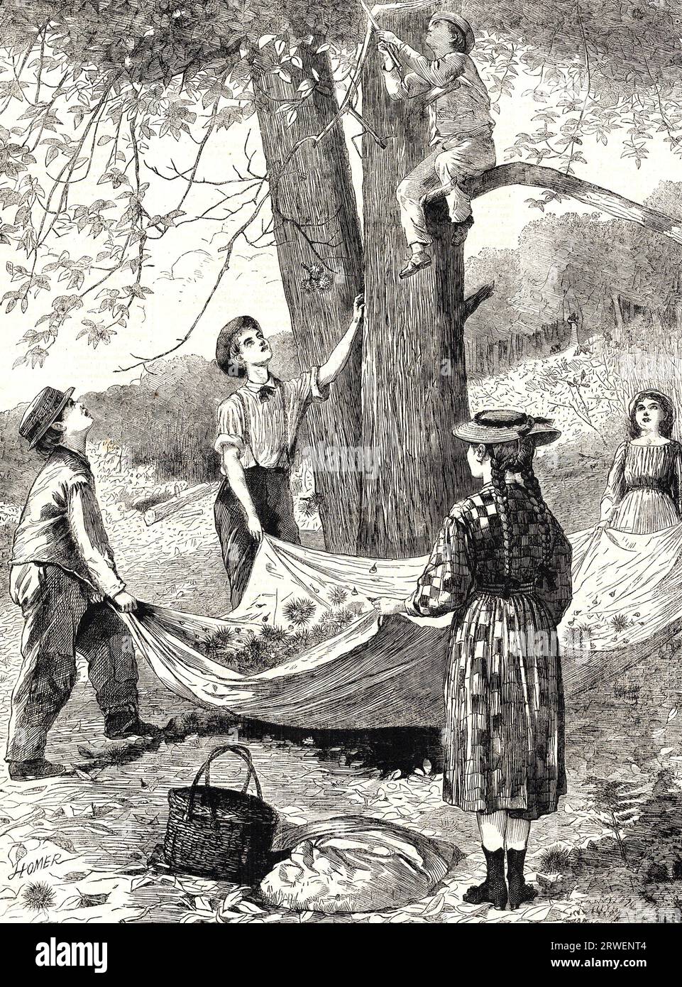 Harvesting and gathering chestnuts, c. 1870, Italy, Historical ...