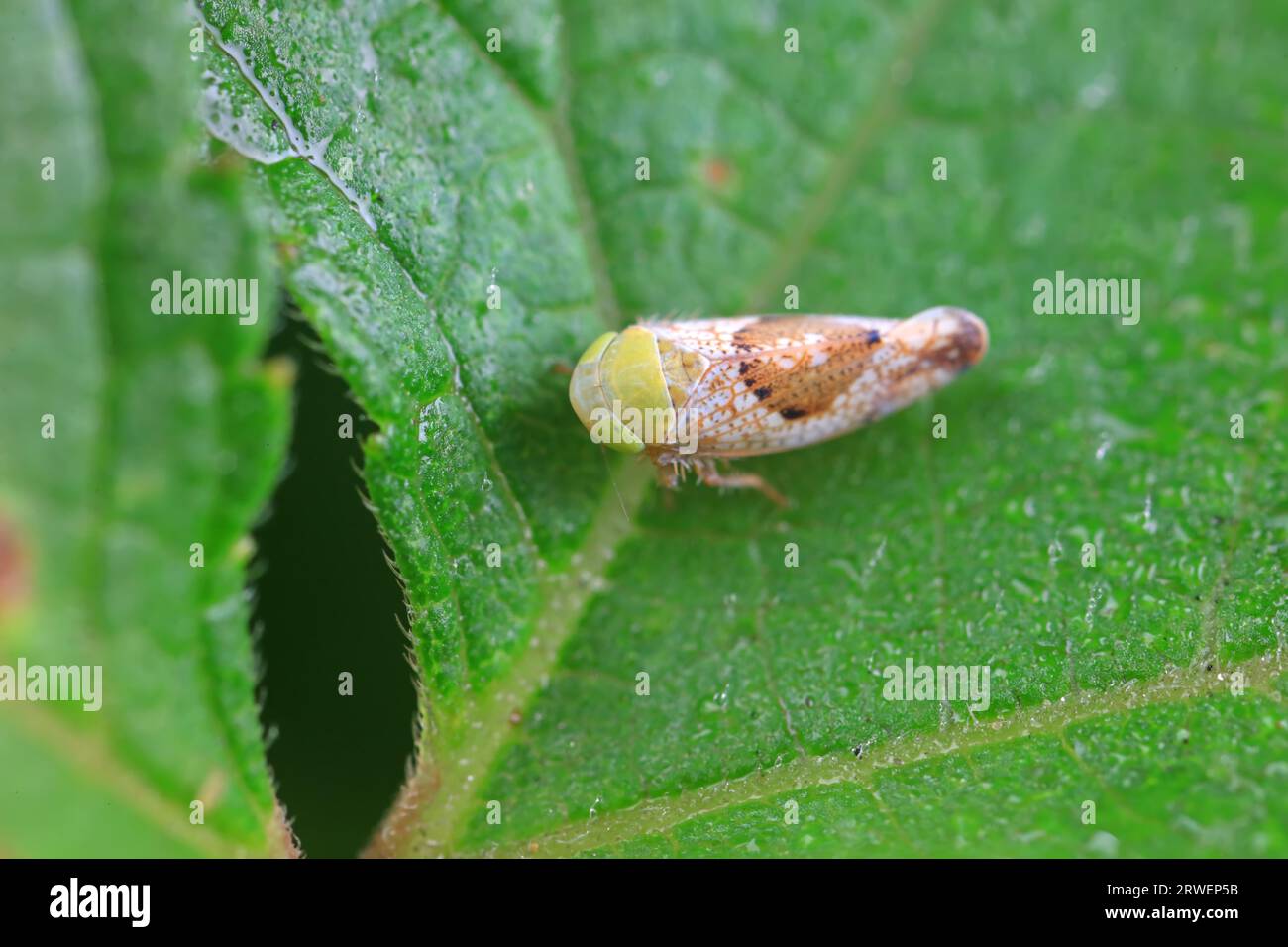 Leaf cicada on wild plants, North China Stock Photo - Alamy