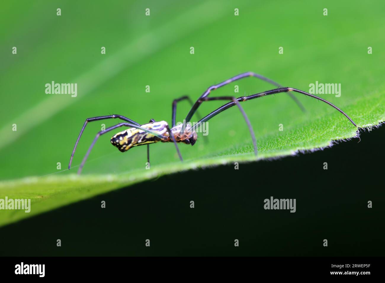 Spiders in the wild, North China Stock Photo - Alamy