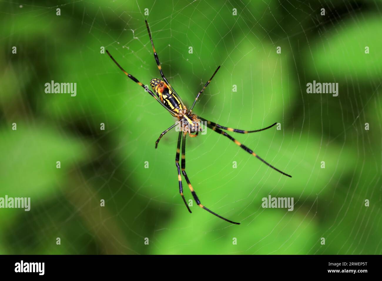 Spiders in the wild, North China Stock Photo - Alamy