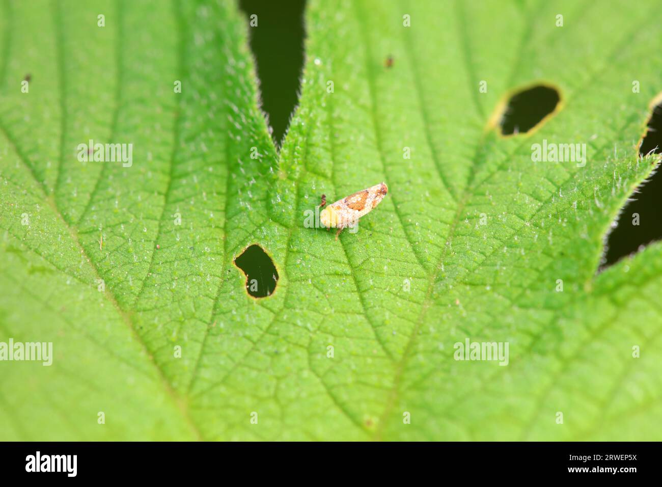 Leaf cicada on wild plants, North China Stock Photo - Alamy