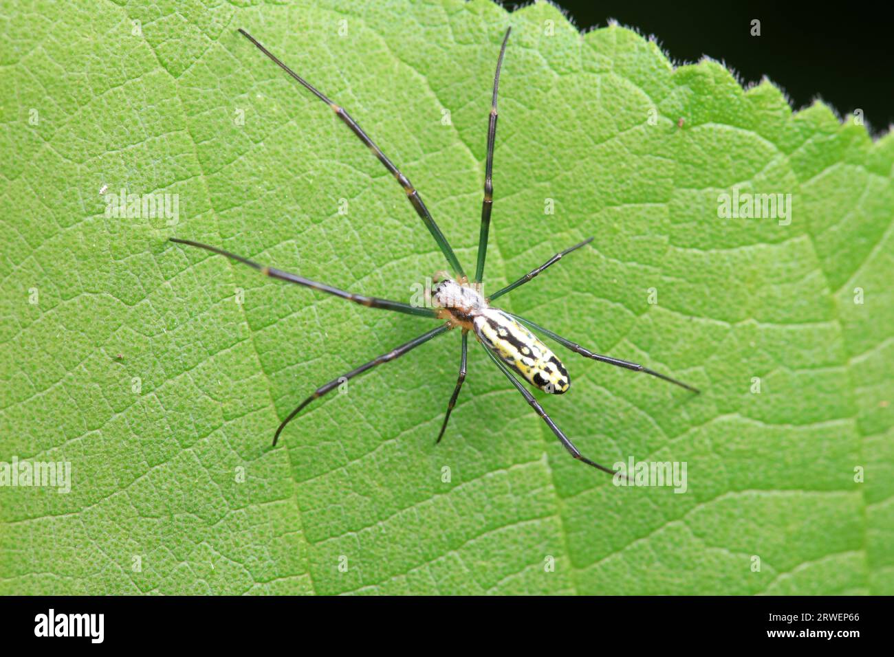 Spiders in the wild, North China Stock Photo - Alamy