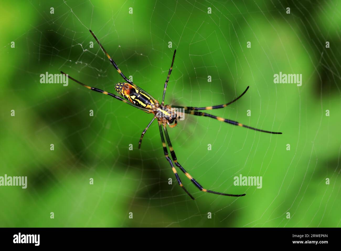Spiders in the wild, North China Stock Photo - Alamy
