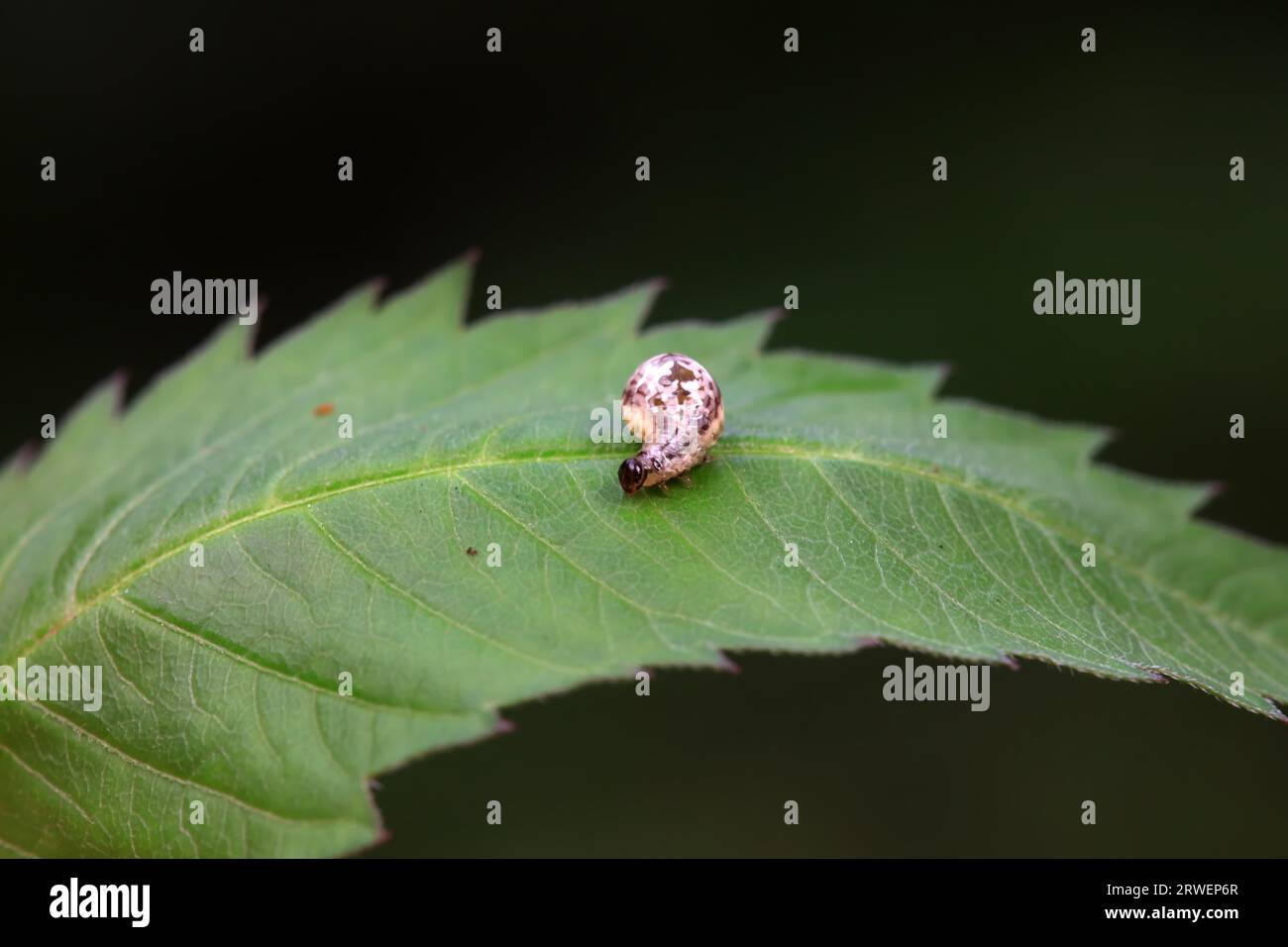 Negative mud insect hi-res stock photography and images - Alamy