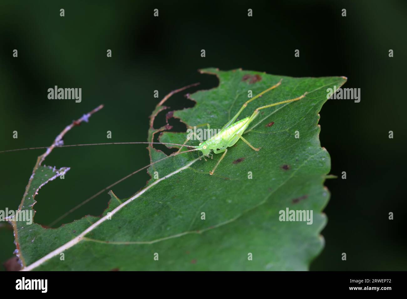 Katydid nymphs in the wild, North China Stock Photo - Alamy