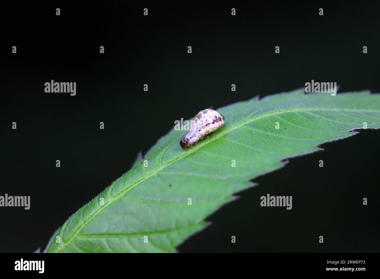 Negative mud beetle, a small beetle in nature, North China Stock Photo ...