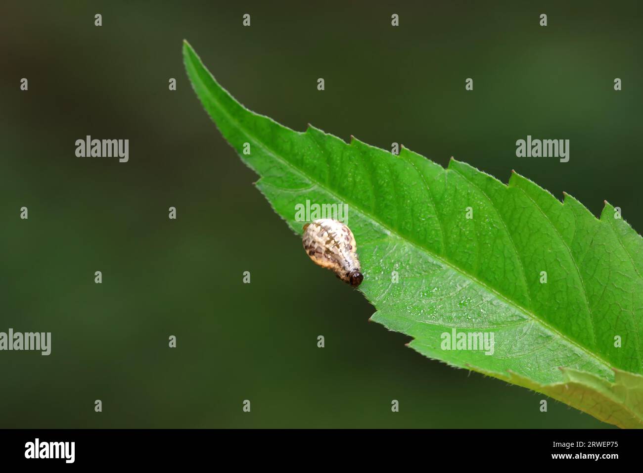 Negative mud beetle, a small beetle in nature, North China Stock Photo ...