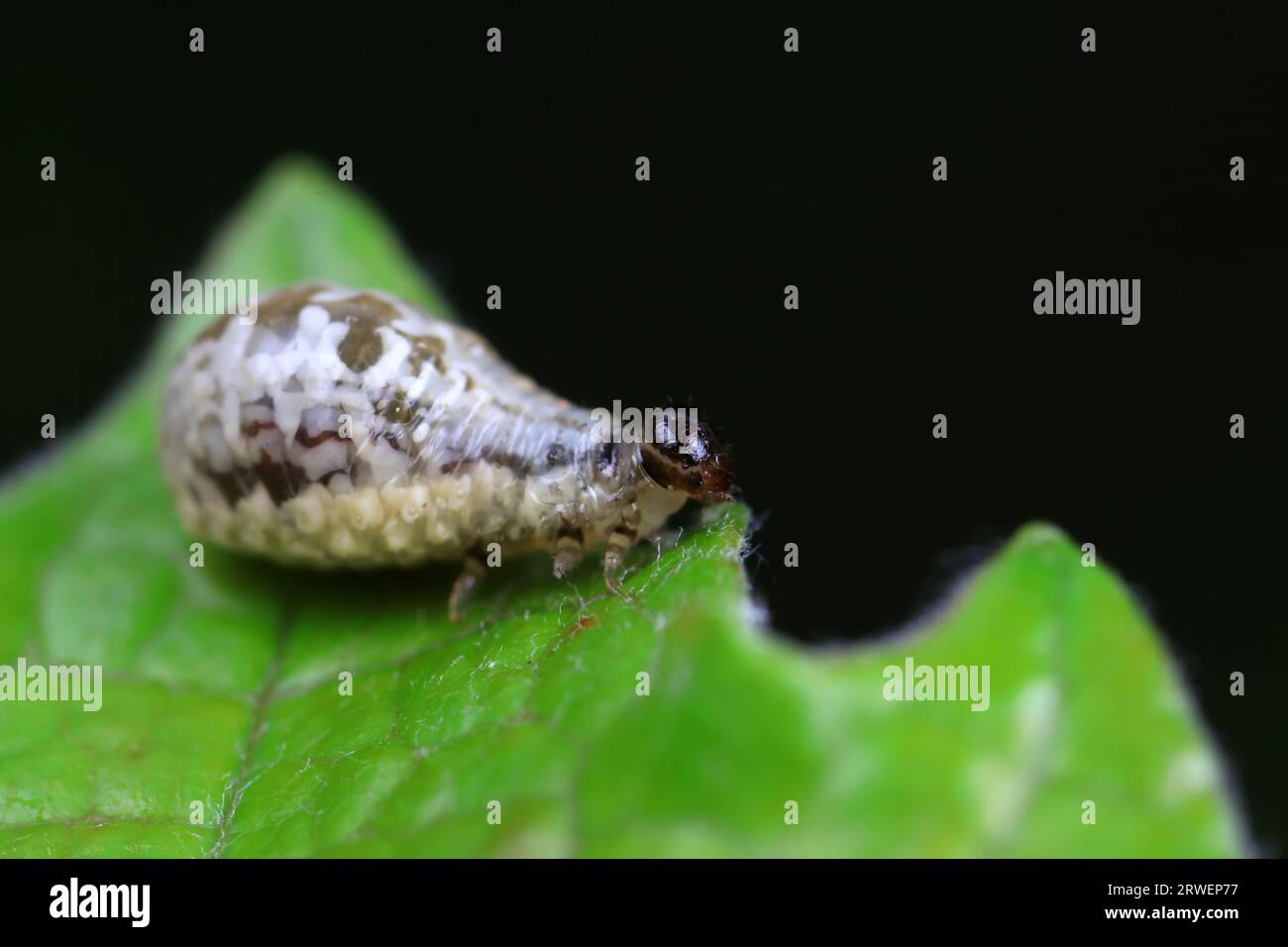 Negative mud beetle, a small beetle in nature, North China Stock Photo ...