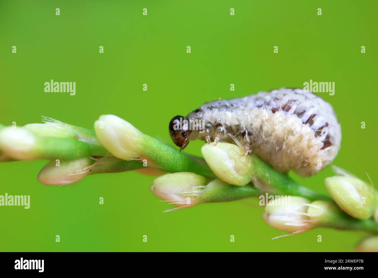 Negative mud beetle hi-res stock photography and images - Alamy