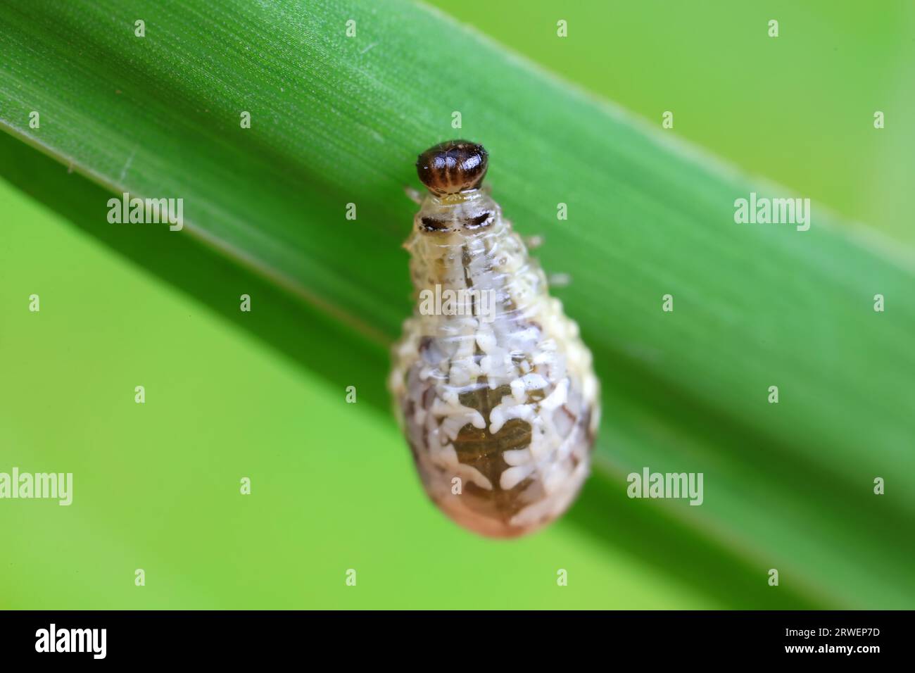 Negative mud beetle, a small beetle in nature, North China Stock Photo ...
