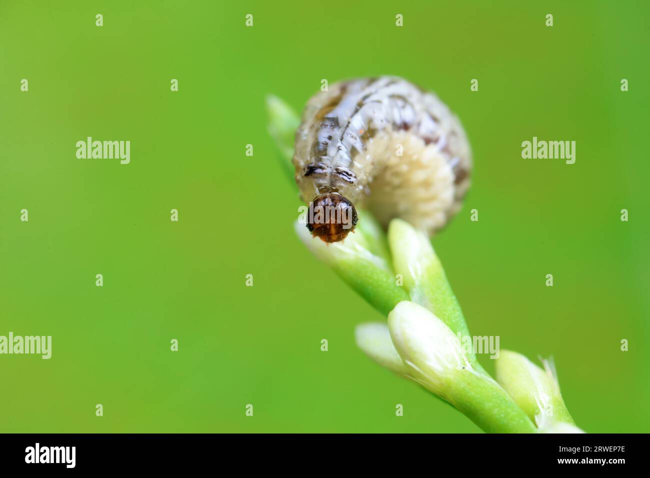 Negative mud beetle hi-res stock photography and images - Alamy