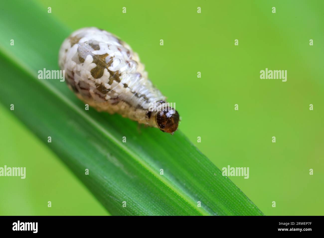 Negative mud beetle, a small beetle in nature, North China Stock Photo ...