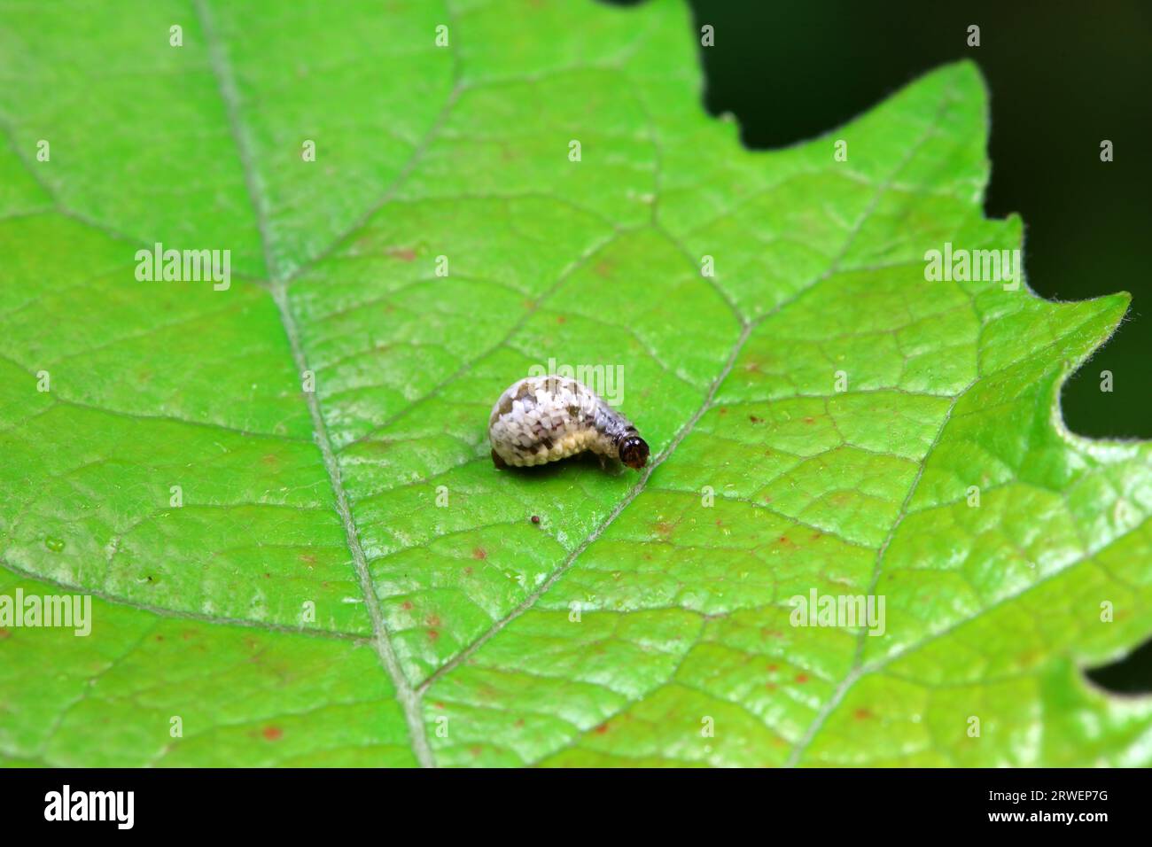 Negative mud beetle, a small beetle in nature, North China Stock Photo ...