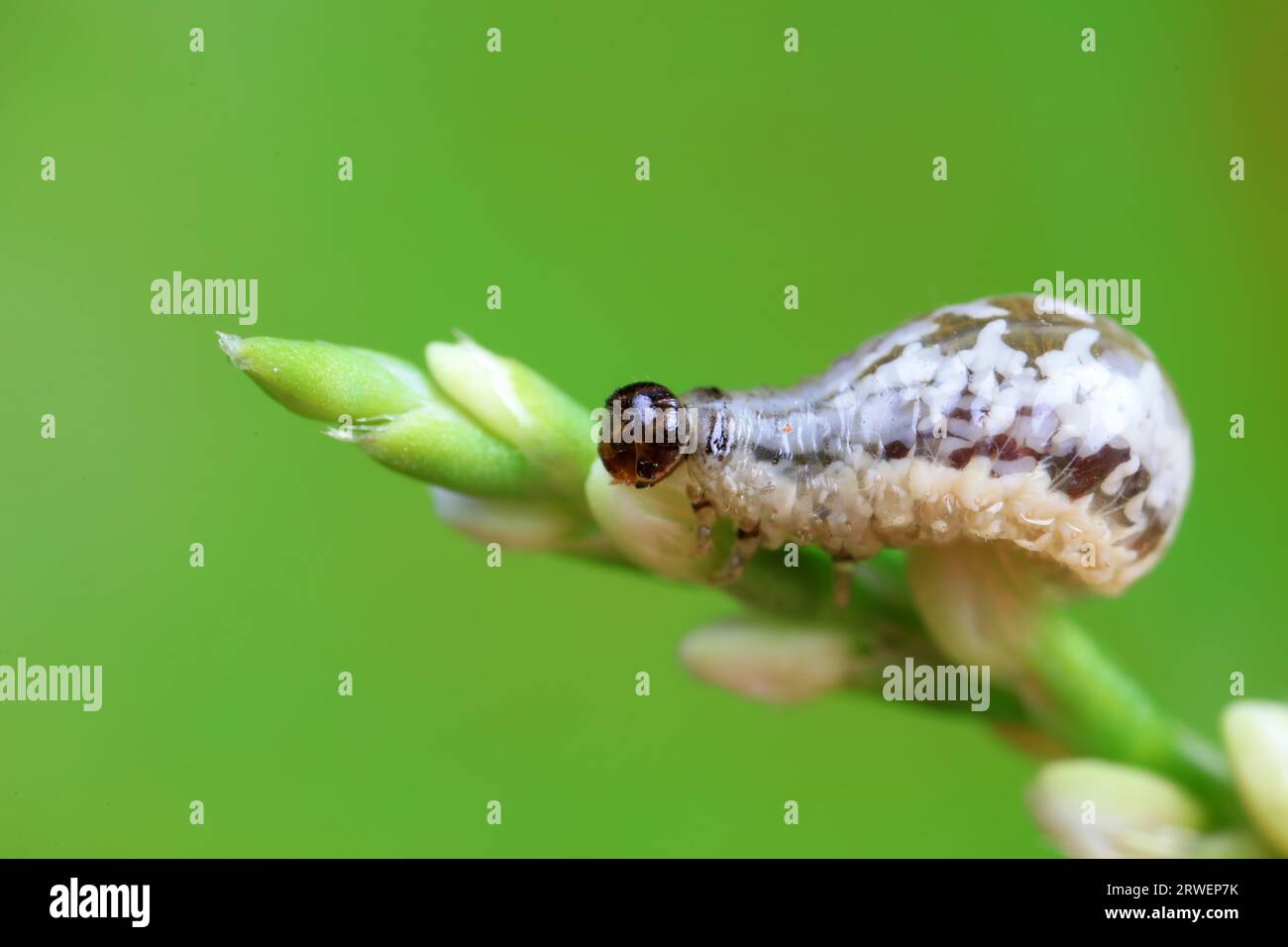 Negative mud insect hi-res stock photography and images - Alamy