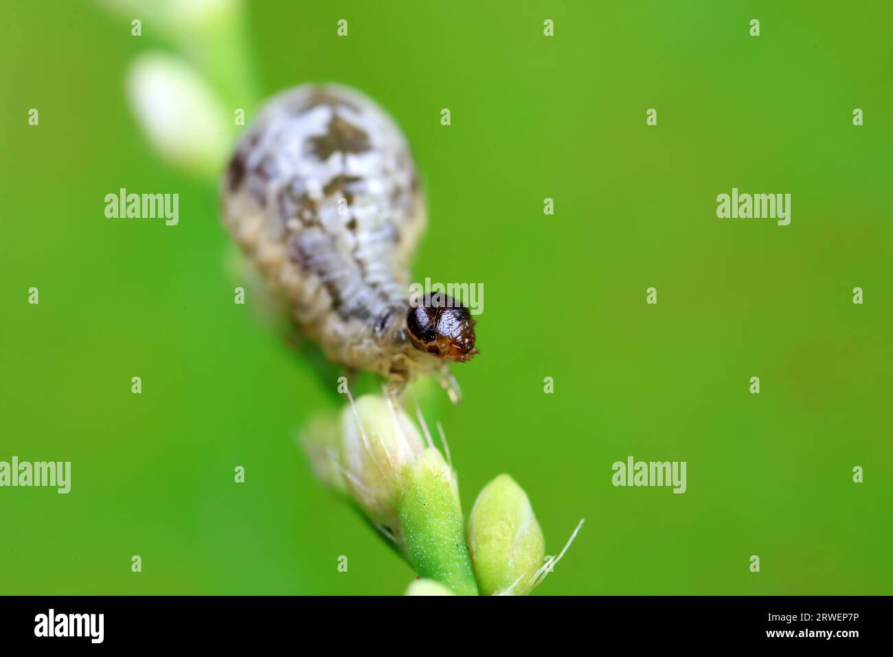 Negative mud beetle, a small beetle in nature, North China Stock Photo ...