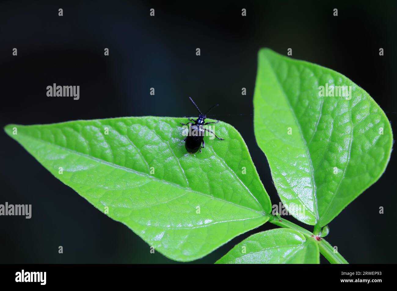 Negative mud insect hi-res stock photography and images - Alamy