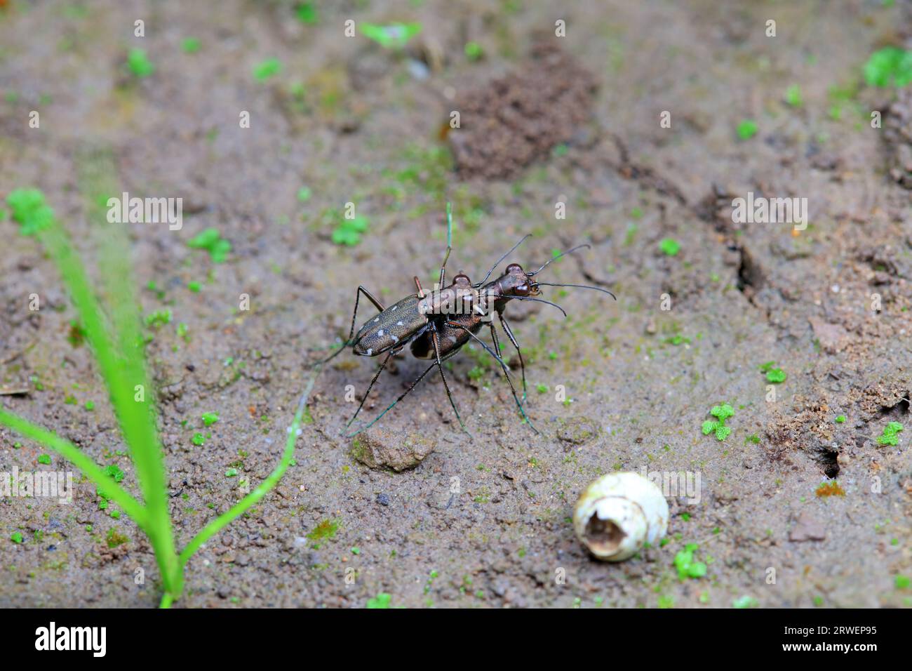 Coleoptera Cicindelidae insect in the wild, North China Stock Photo - Alamy
