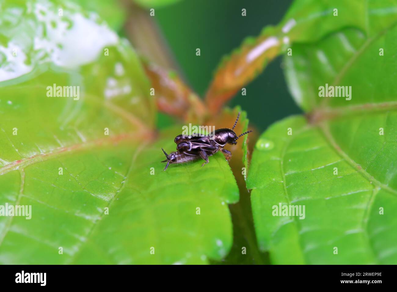 pygmy sand cricket in the wild, North China Stock Photo - Alamy