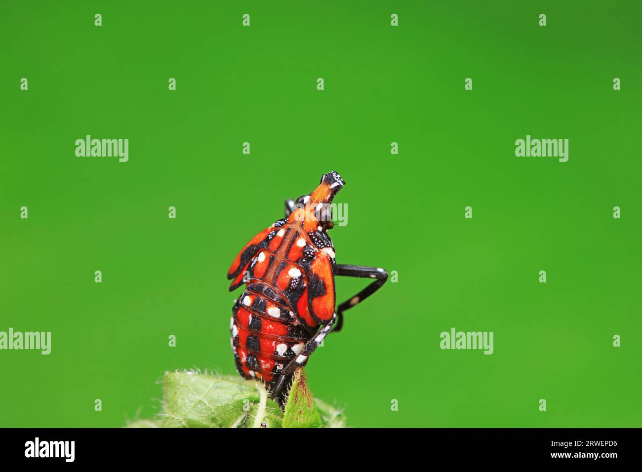 Hemiptera wax Cicadellidae insects on wild plants, North China Stock ...