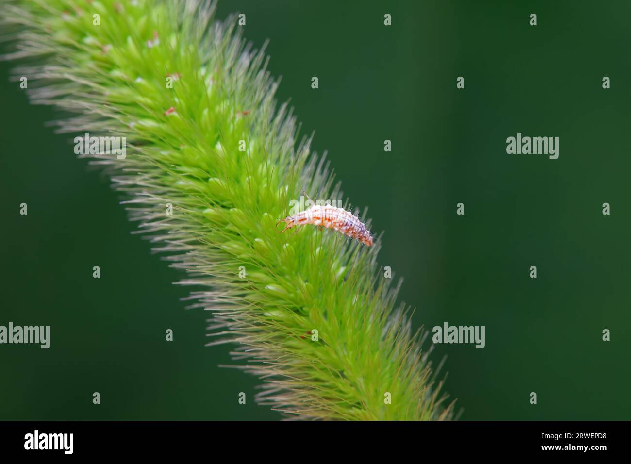 Chrysopid larvae - aphid lions in the wild, North China Stock Photo - Alamy