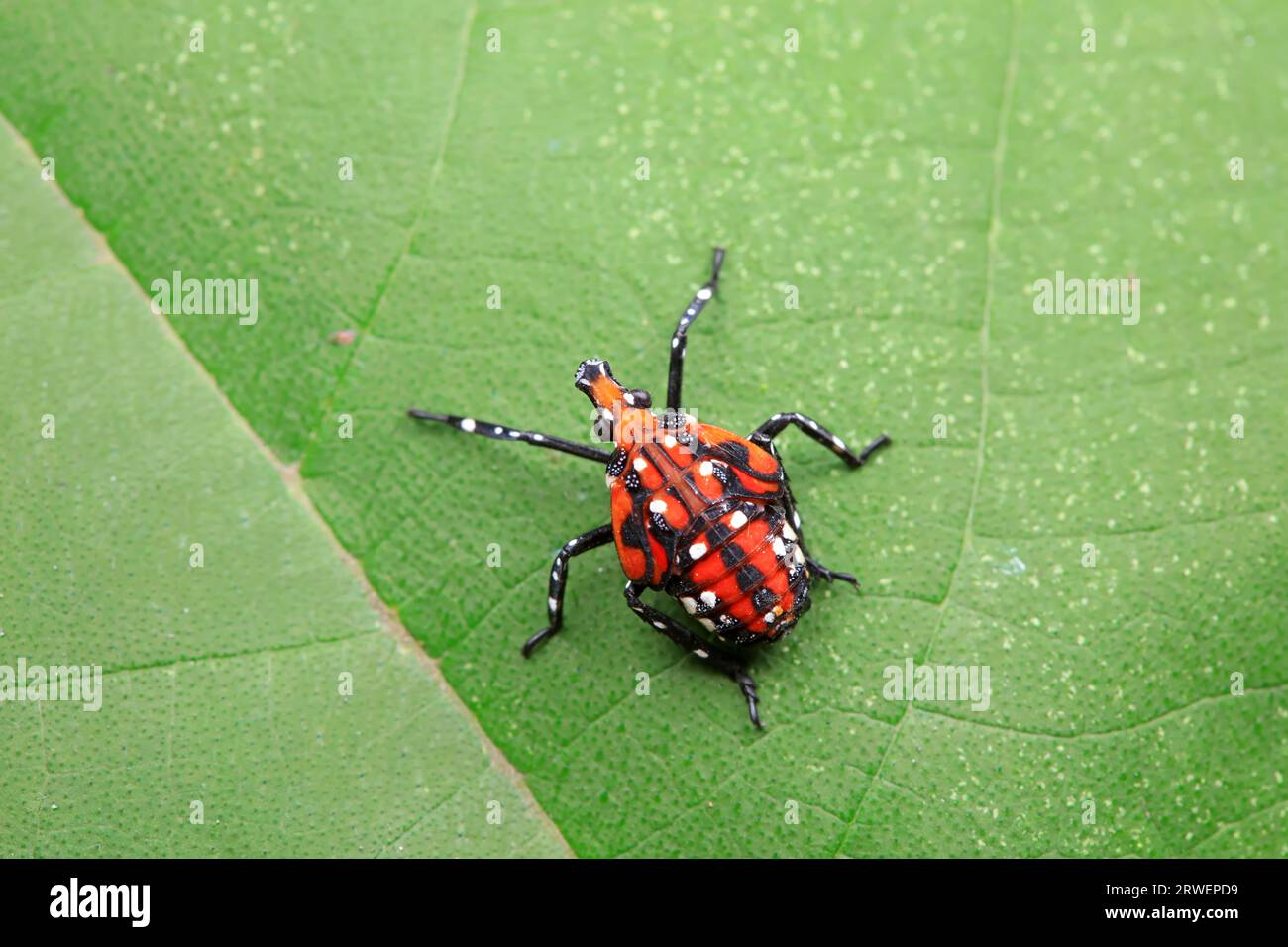 Hemiptera wax Cicadellidae insects on wild plants, North China Stock ...