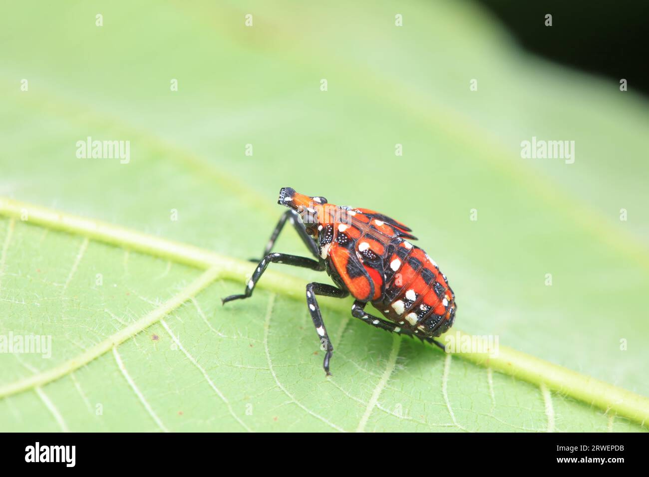 Hemiptera wax Cicadellidae insects on wild plants, North China Stock ...