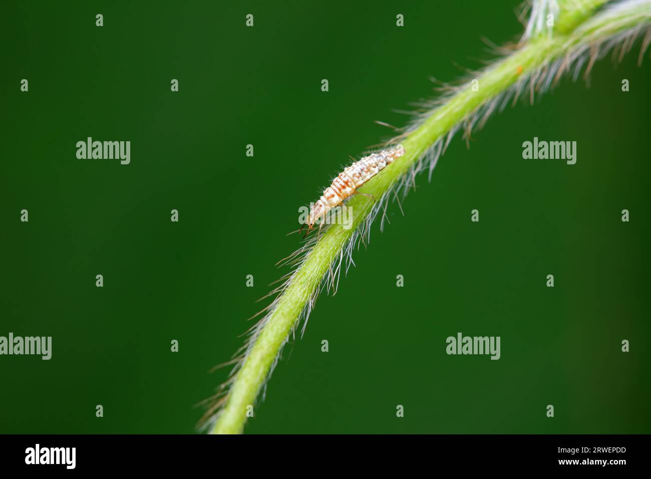 Sandfly larvae hi-res stock photography and images - Alamy