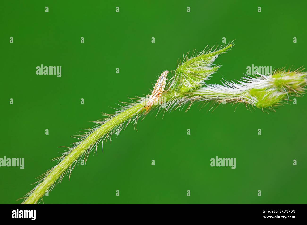 Chrysopid larvae - aphid lions in the wild, North China Stock Photo - Alamy