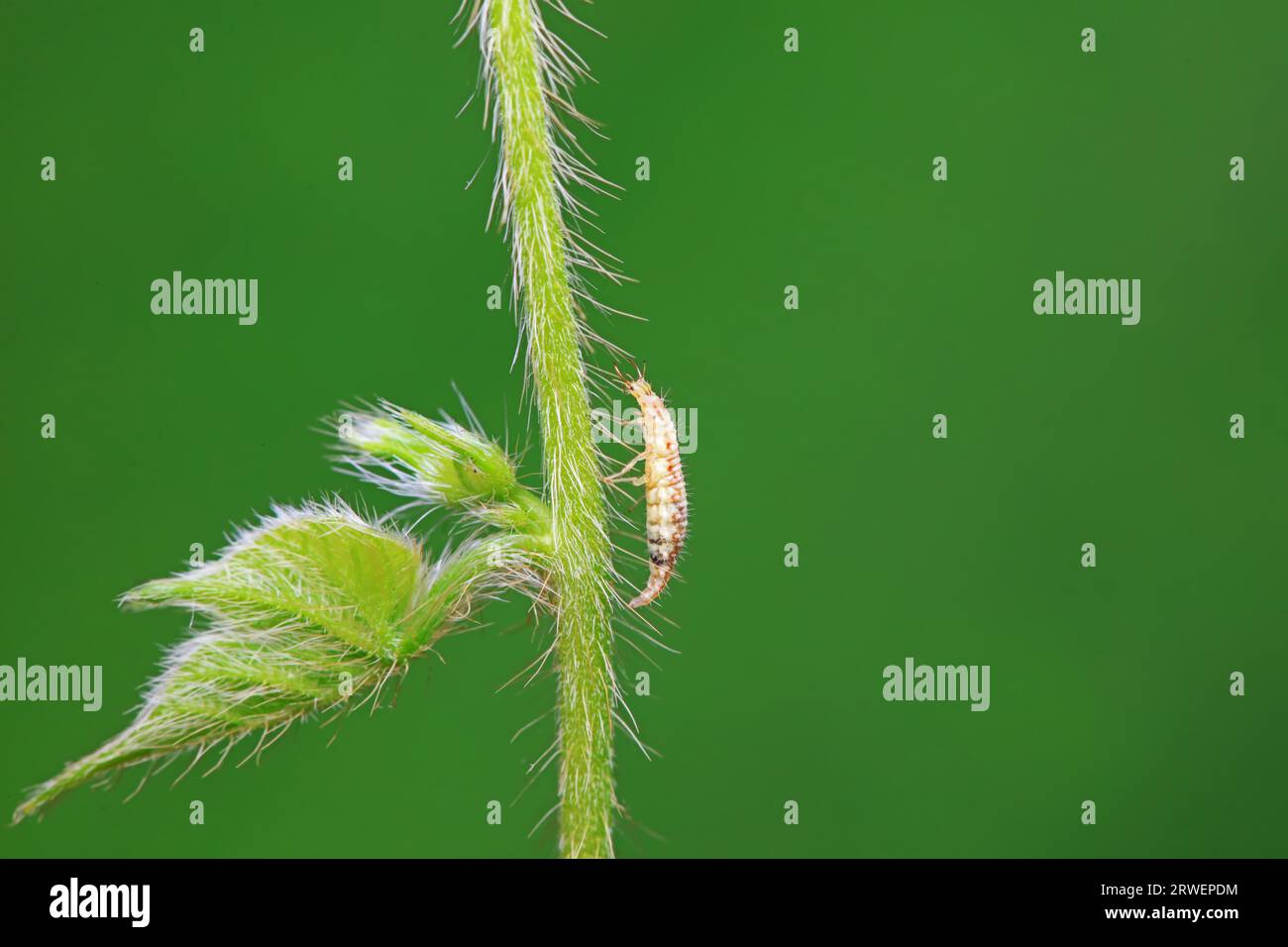 Sandfly larvae hi-res stock photography and images - Alamy