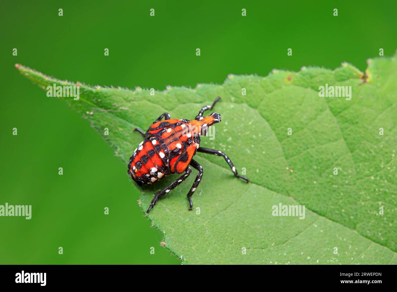 Hemiptera wax Cicadellidae insects on wild plants, North China Stock ...