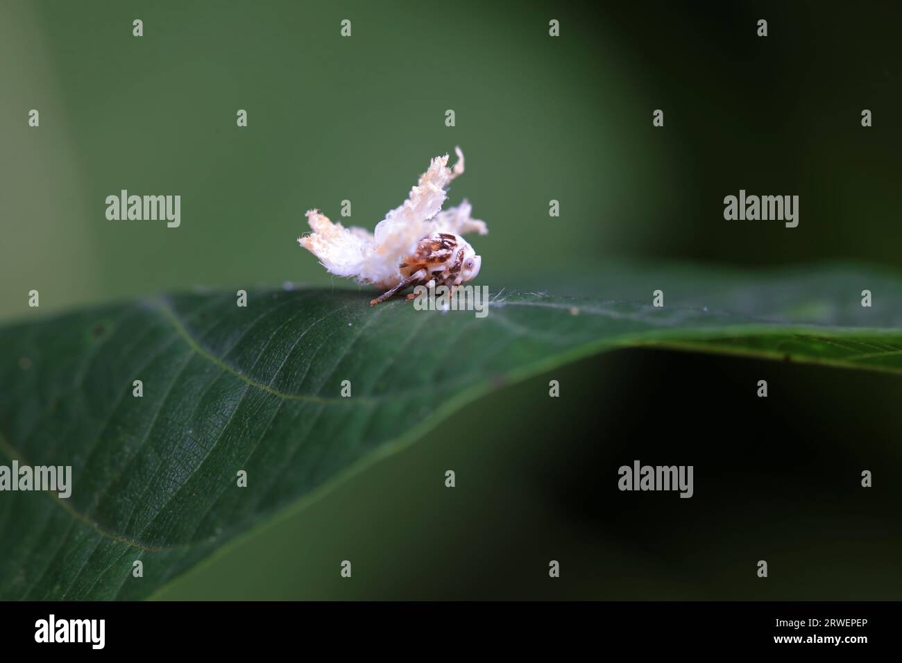 Hemiptera wax Cicadellidae insects on wild plants, North China Stock ...