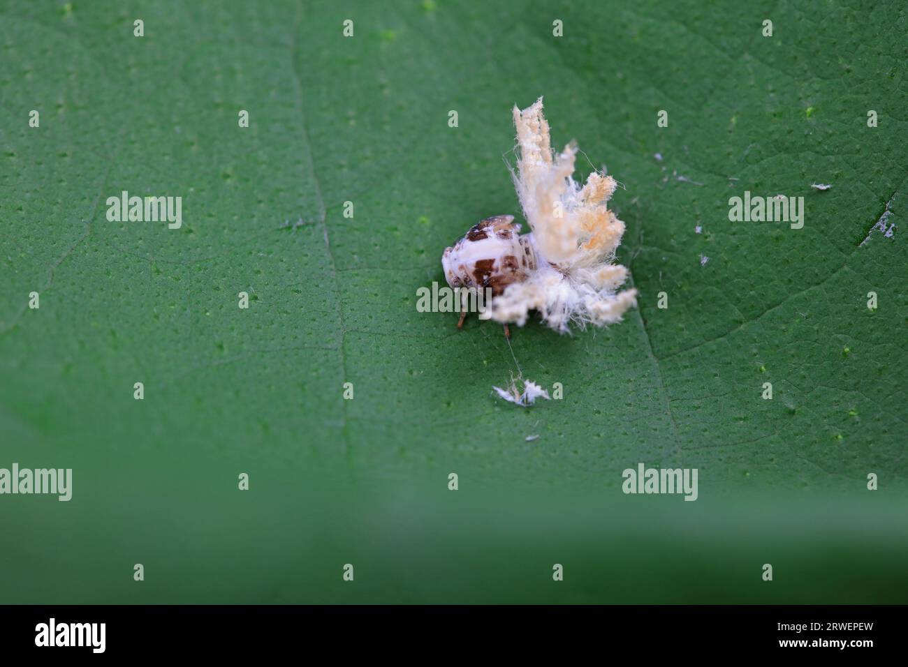 Hemiptera wax Cicadellidae insects on wild plants, North China Stock ...