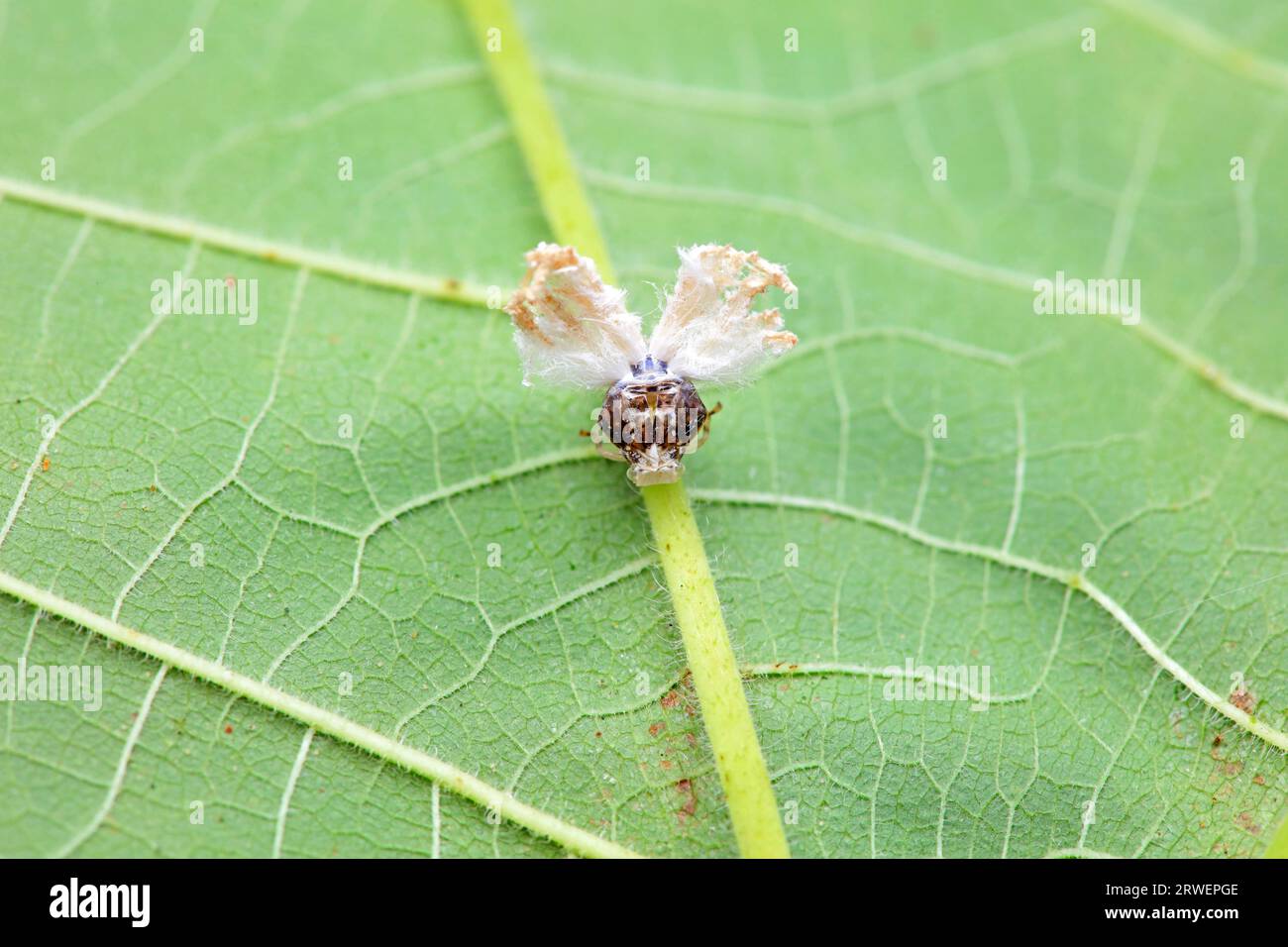 Hemiptera wax Cicadellidae insects on wild plants, North China Stock ...