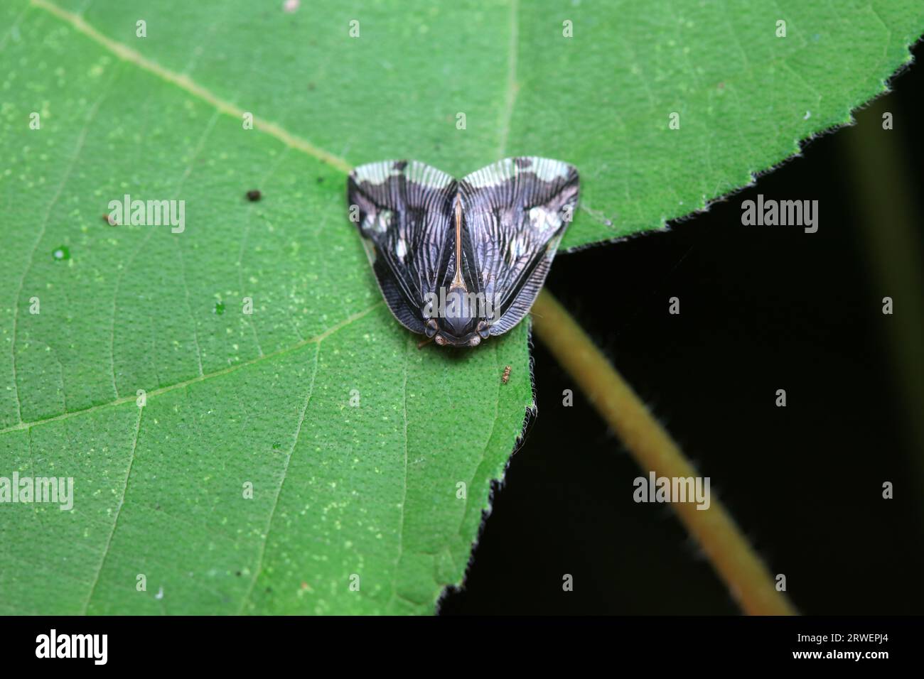 Hemiptera wax Cicadellidae insects on wild plants, North China Stock ...