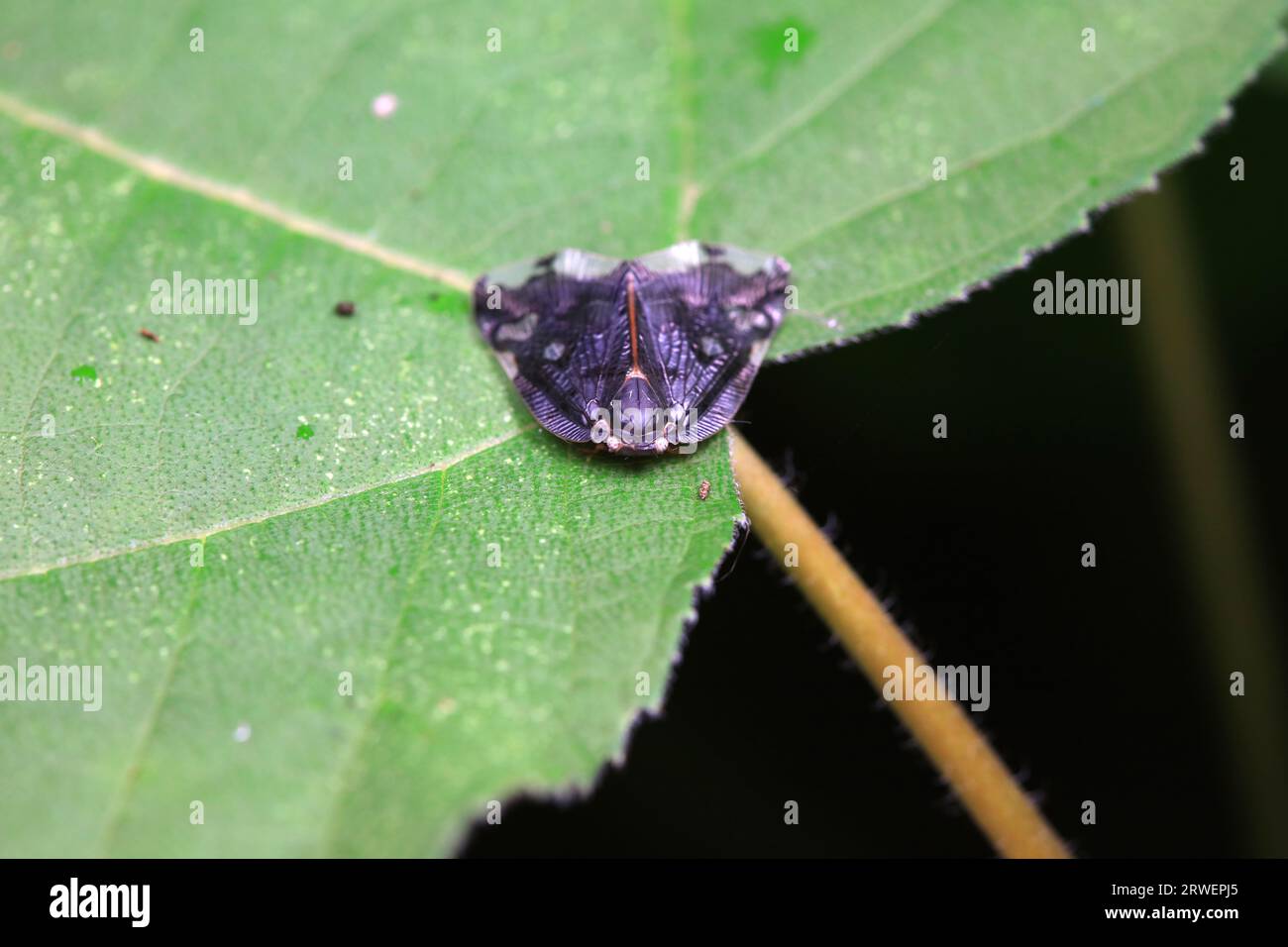 Hemiptera wax Cicadellidae insects on wild plants, North China Stock ...